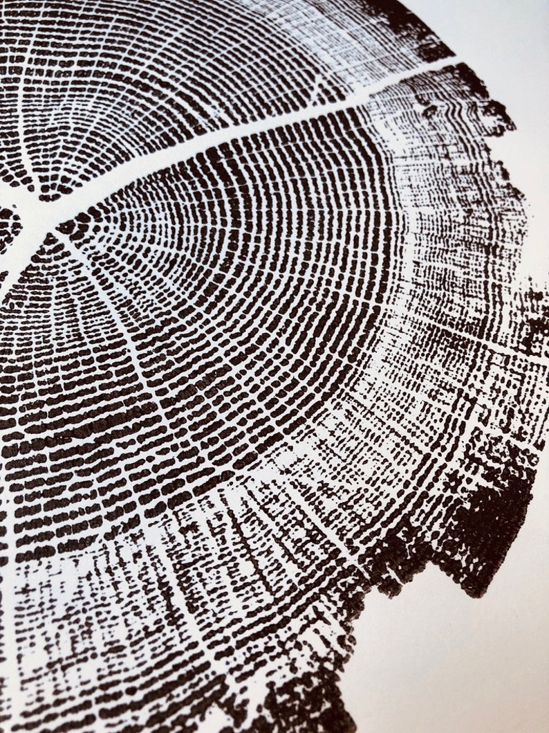 Walden Pond Oak Tree Print Tree Ring Print From Walden - Etsy