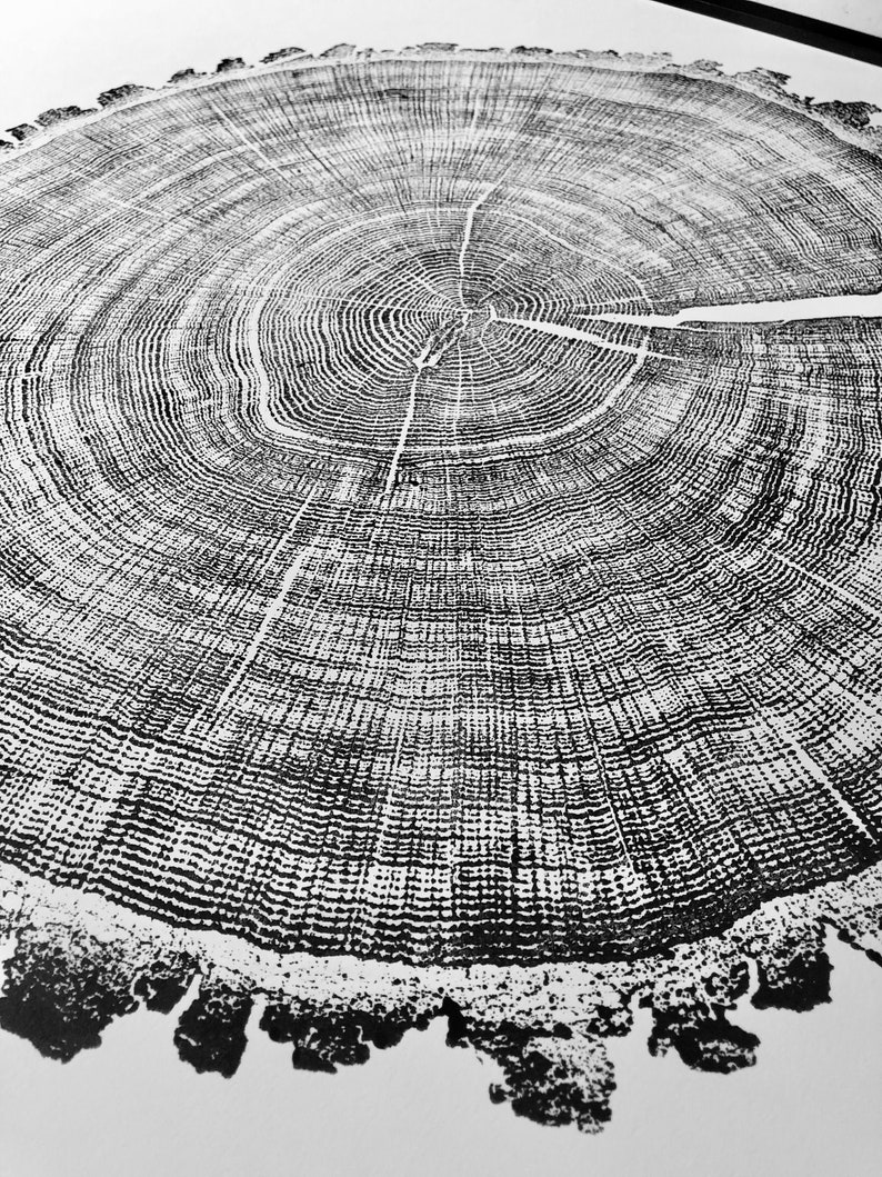 Oak Tree Ring Print From Minnesota Original Woodblock Print - Etsy