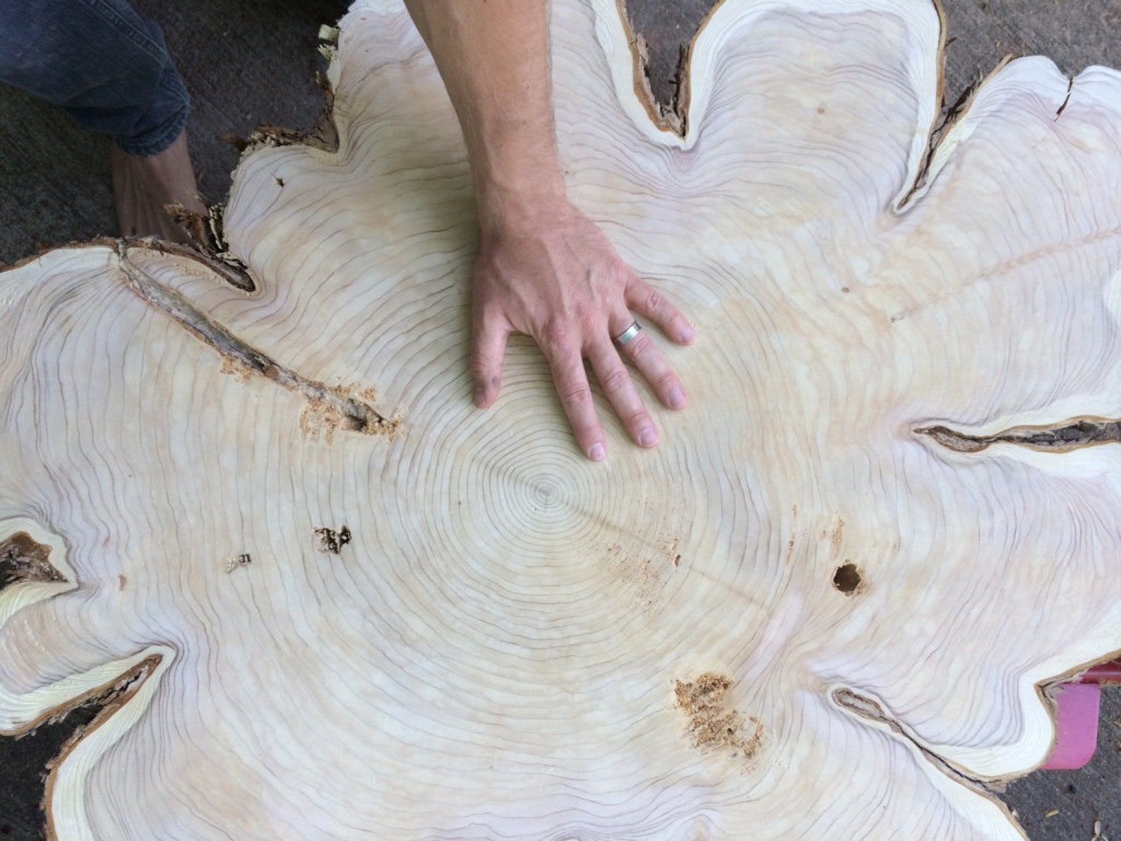 Western Red Cedar Tree Ring Art Huge Tree Ring Print | Etsy