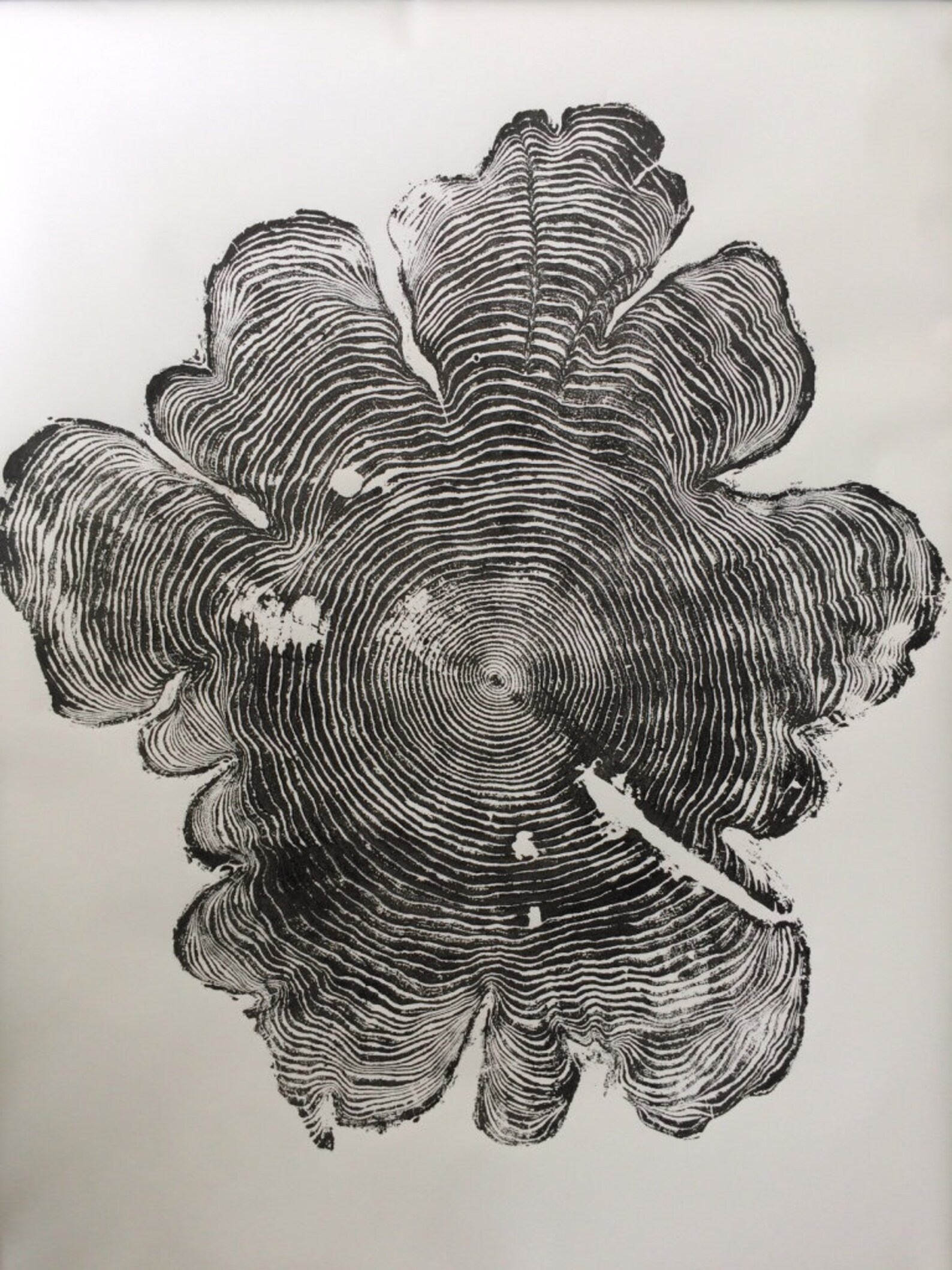 Western Red Cedar Tree Ring Art Huge Tree Ring Print | Etsy