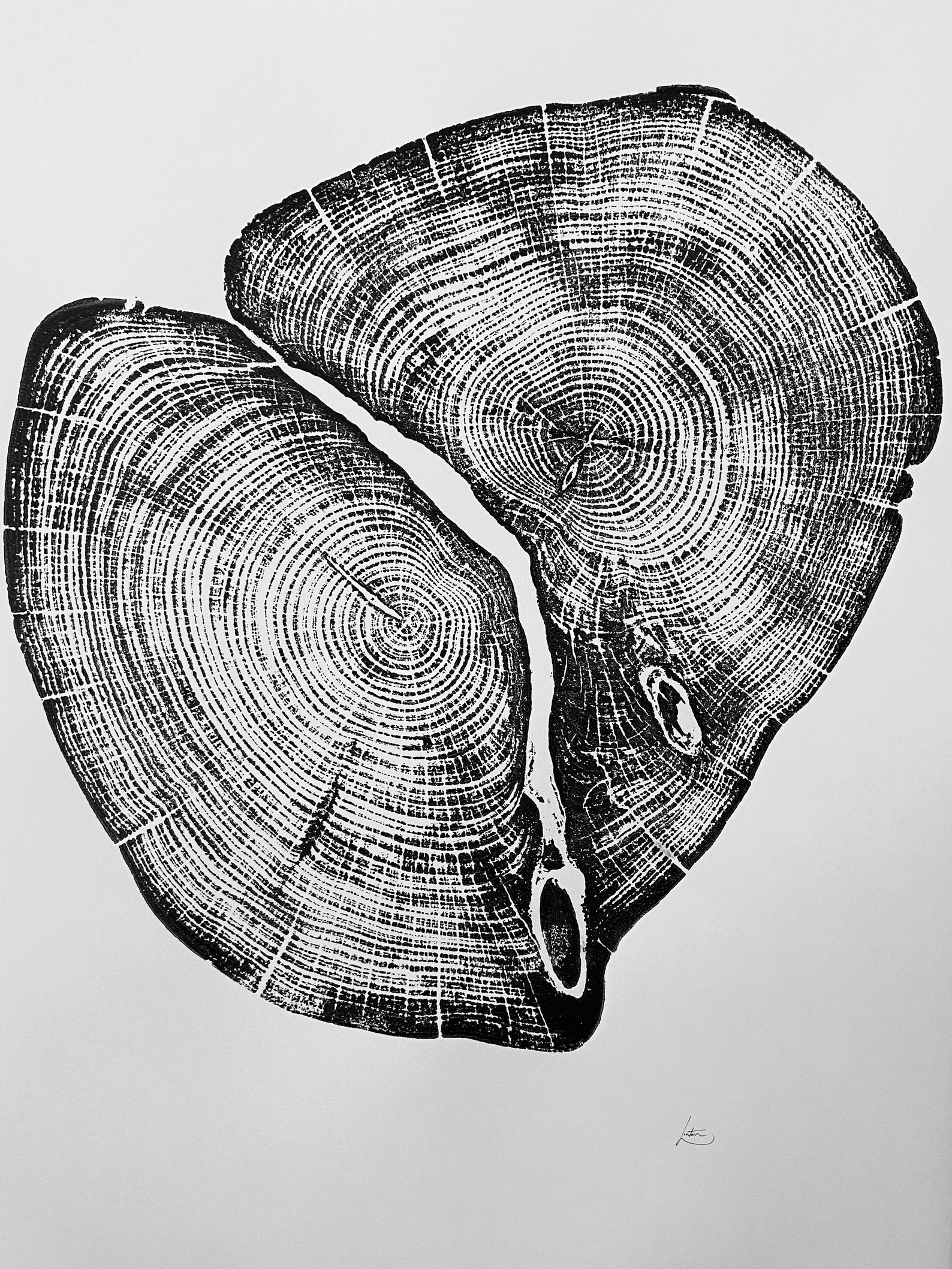 Waco Texas Cedar Tree Ring Print From Cedar Original | Etsy