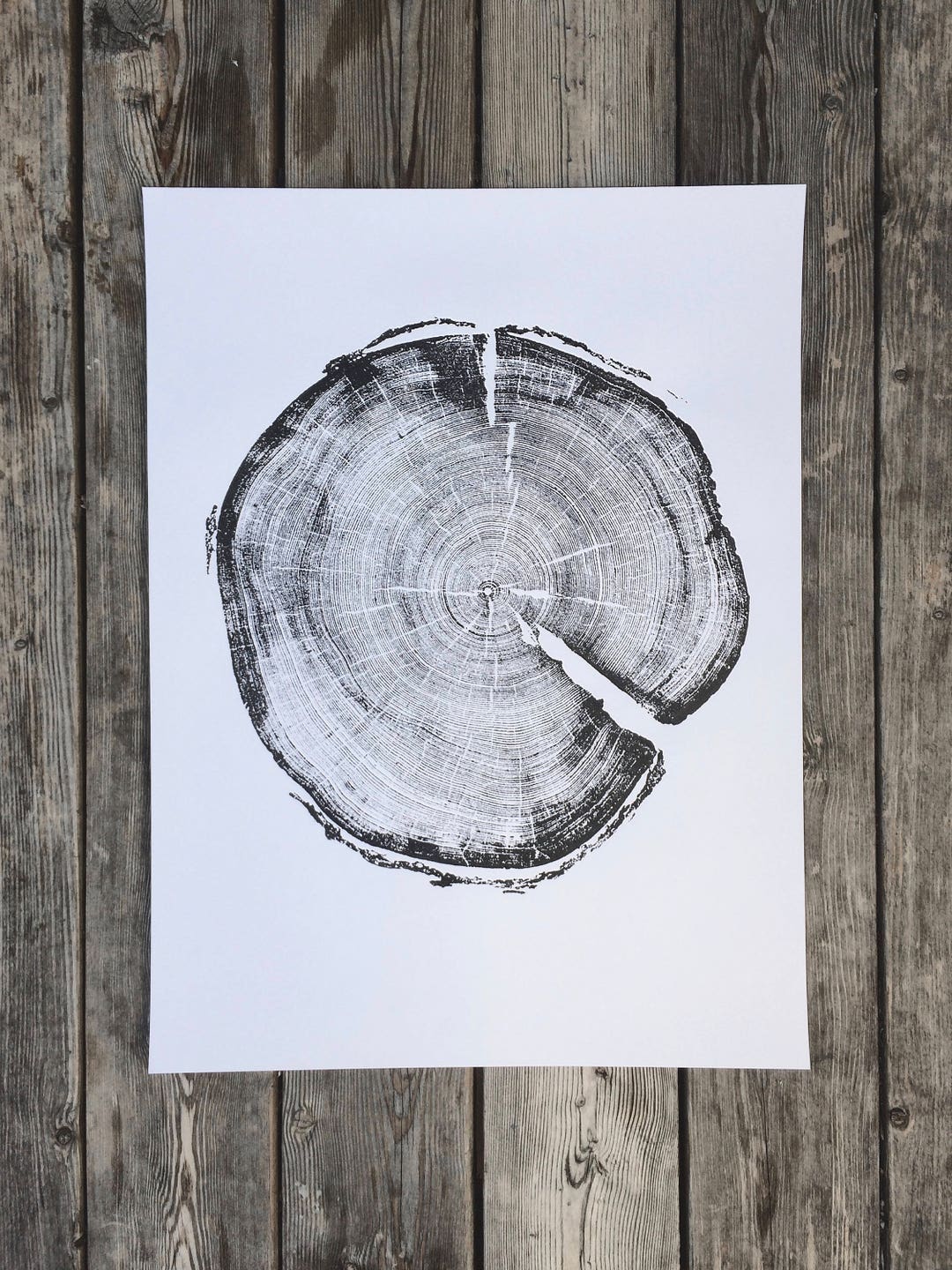 Log Print, From Uinta Mountains in Utah, 183 Year Old Tree - Etsy