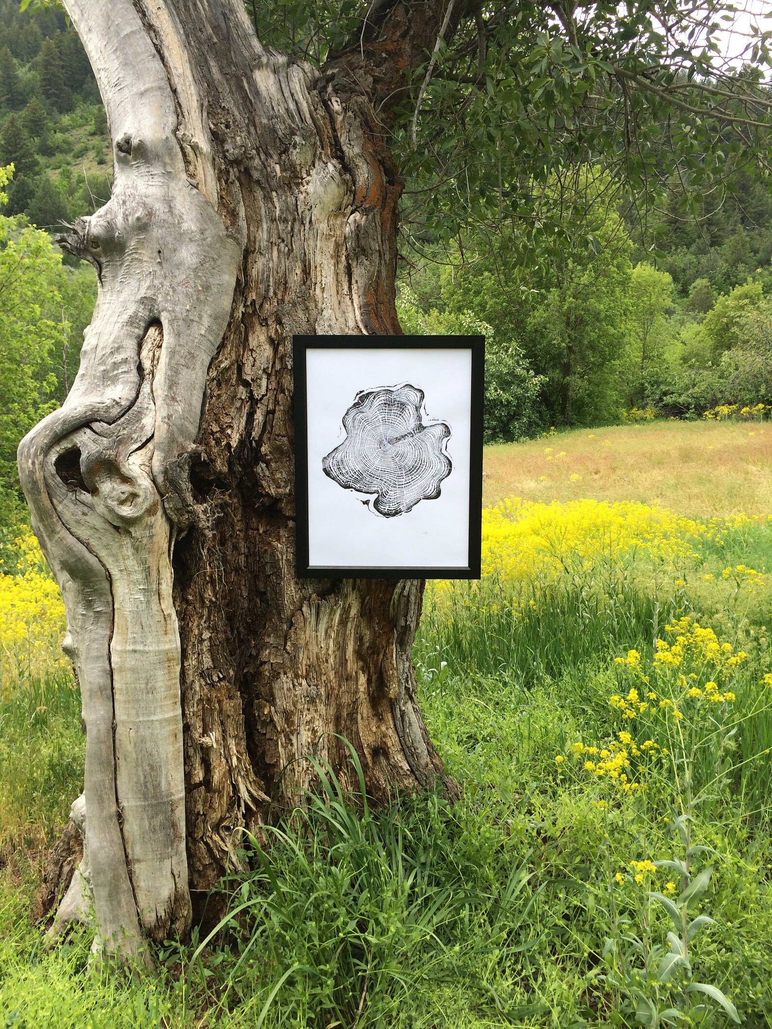 Alaskan Tree Ring Print Tongass Forest Cypress Tree Tree - Etsy