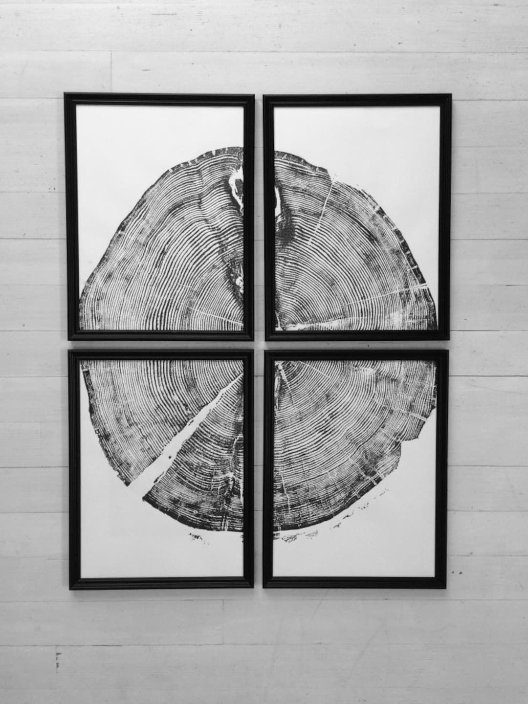 Set of 4, Tree Ring Prints, Sundance Canyon, Large Prints, Tree Ring ...