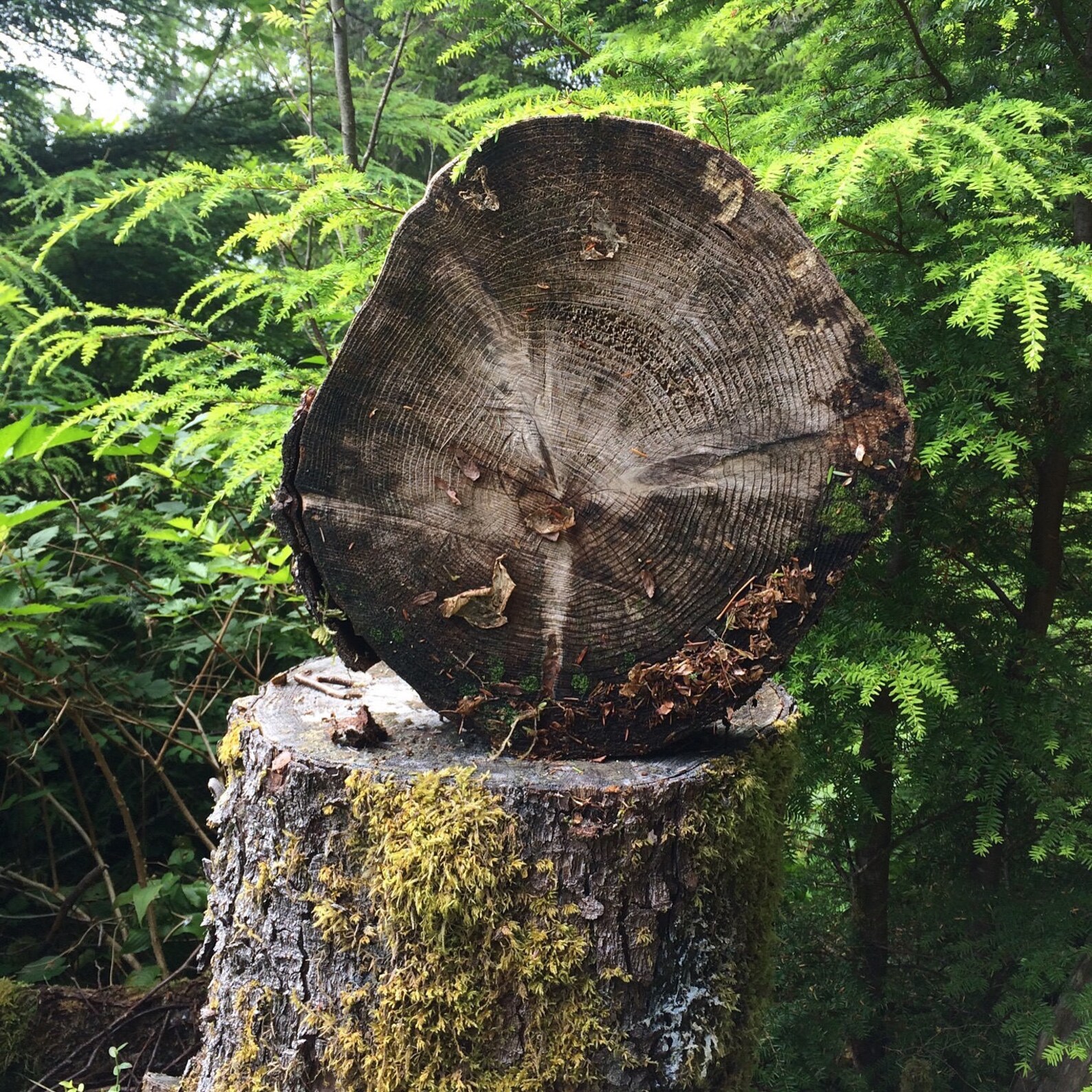 Alaskan Spruce Tree Ring Print Tree Stump Print Stump Art - Etsy