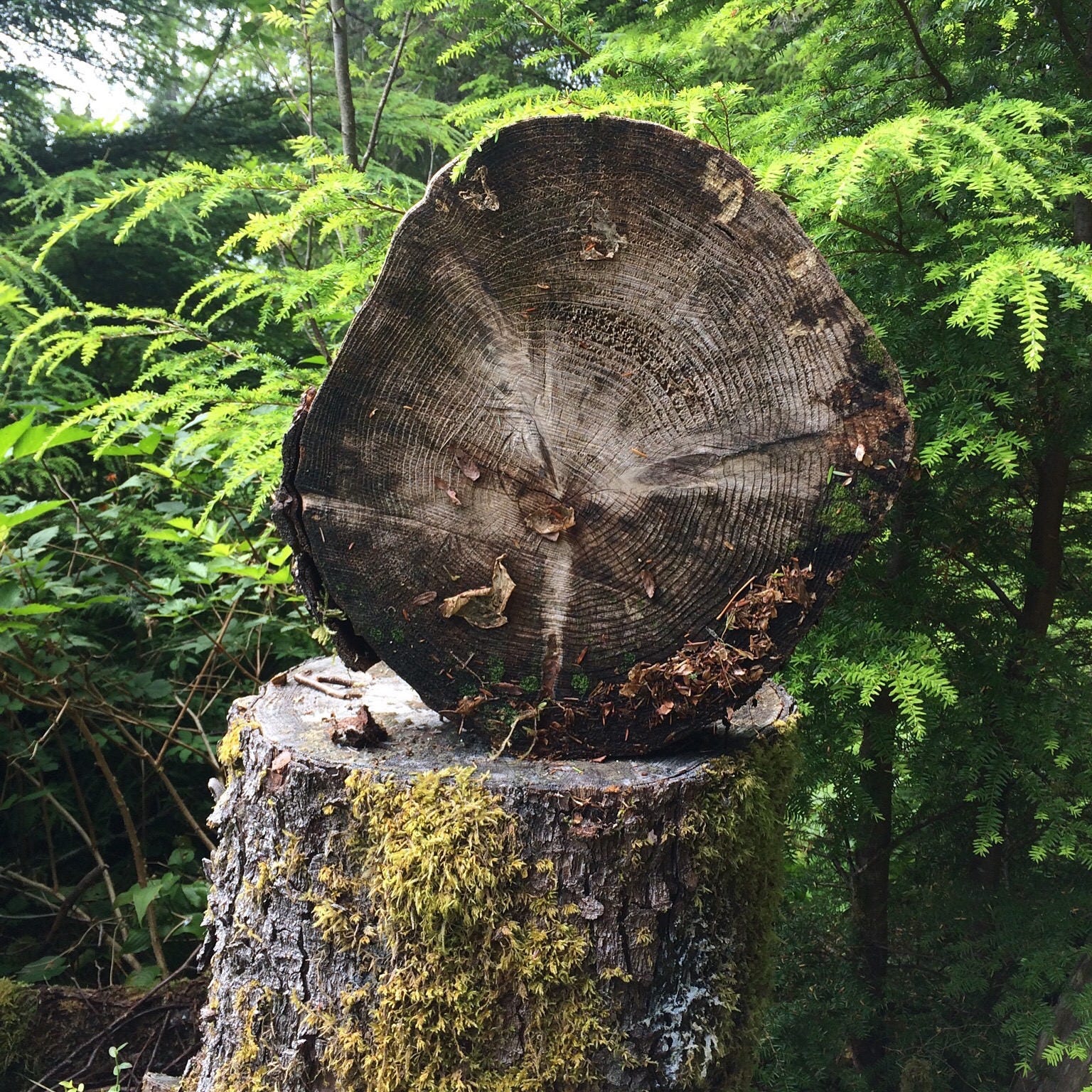 Alaskan Spruce Tree Ring Print Tree Stump Print Stump Art - Etsy