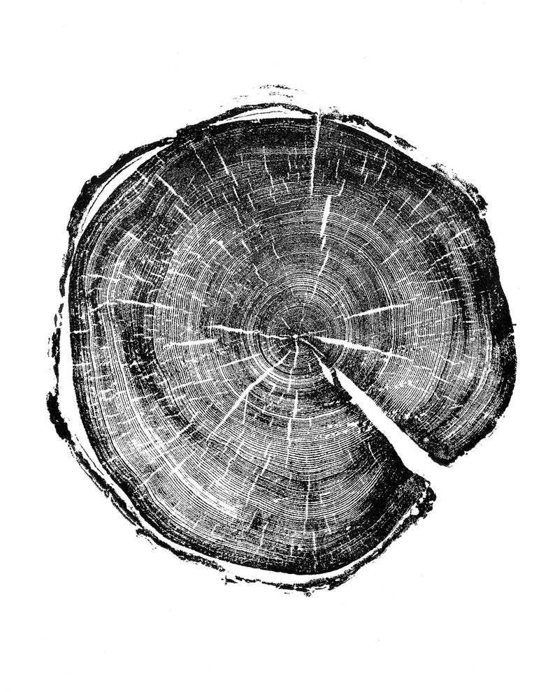 Log Print From Uinta Mountains in Utah 183 Year Old Tree - Etsy