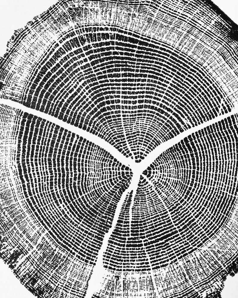 Walden Pond Oak Tree Print Tree Ring Print From Walden - Etsy