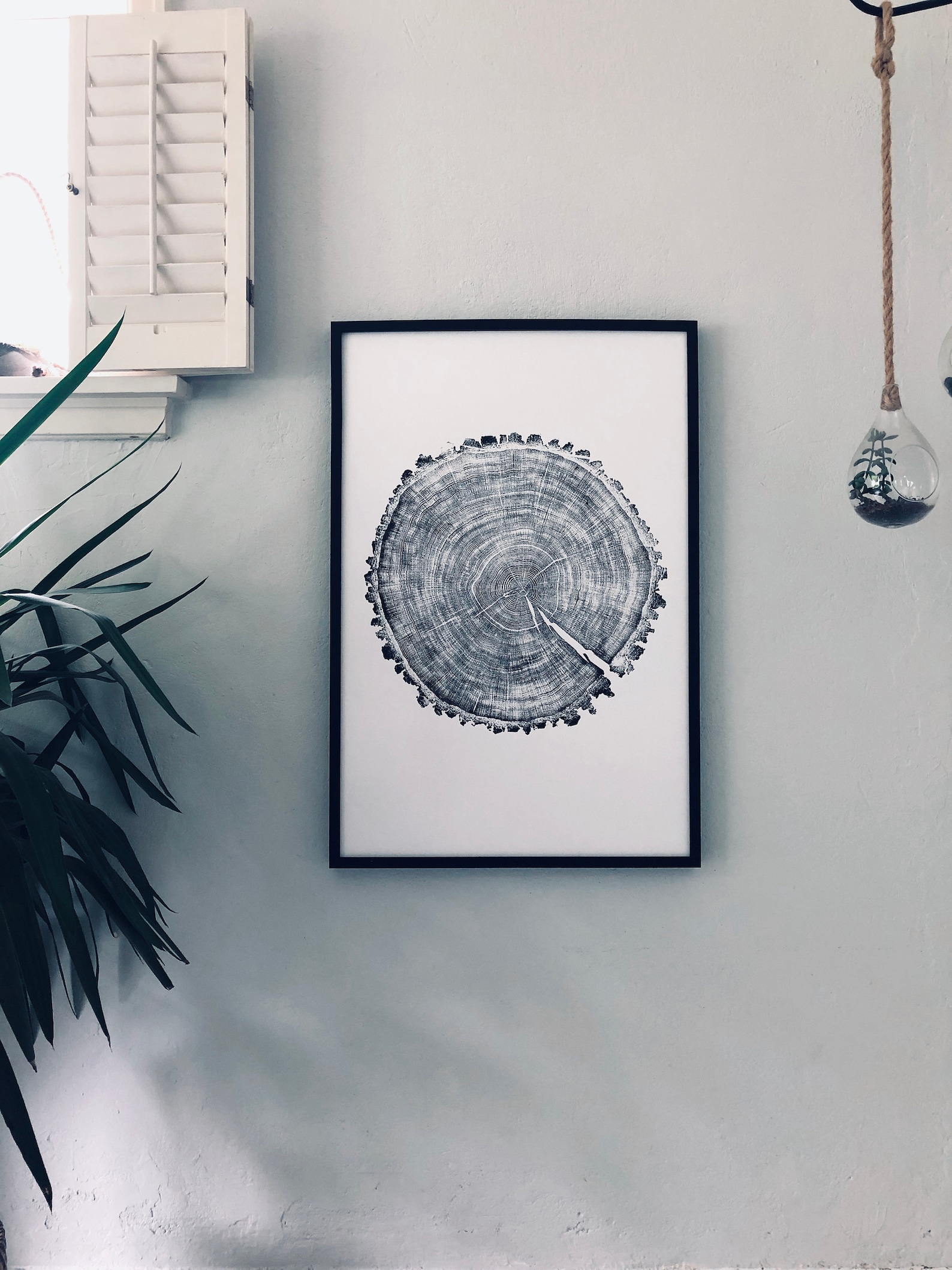 Oak Tree Ring Print From Minnesota Original Woodblock Print - Etsy