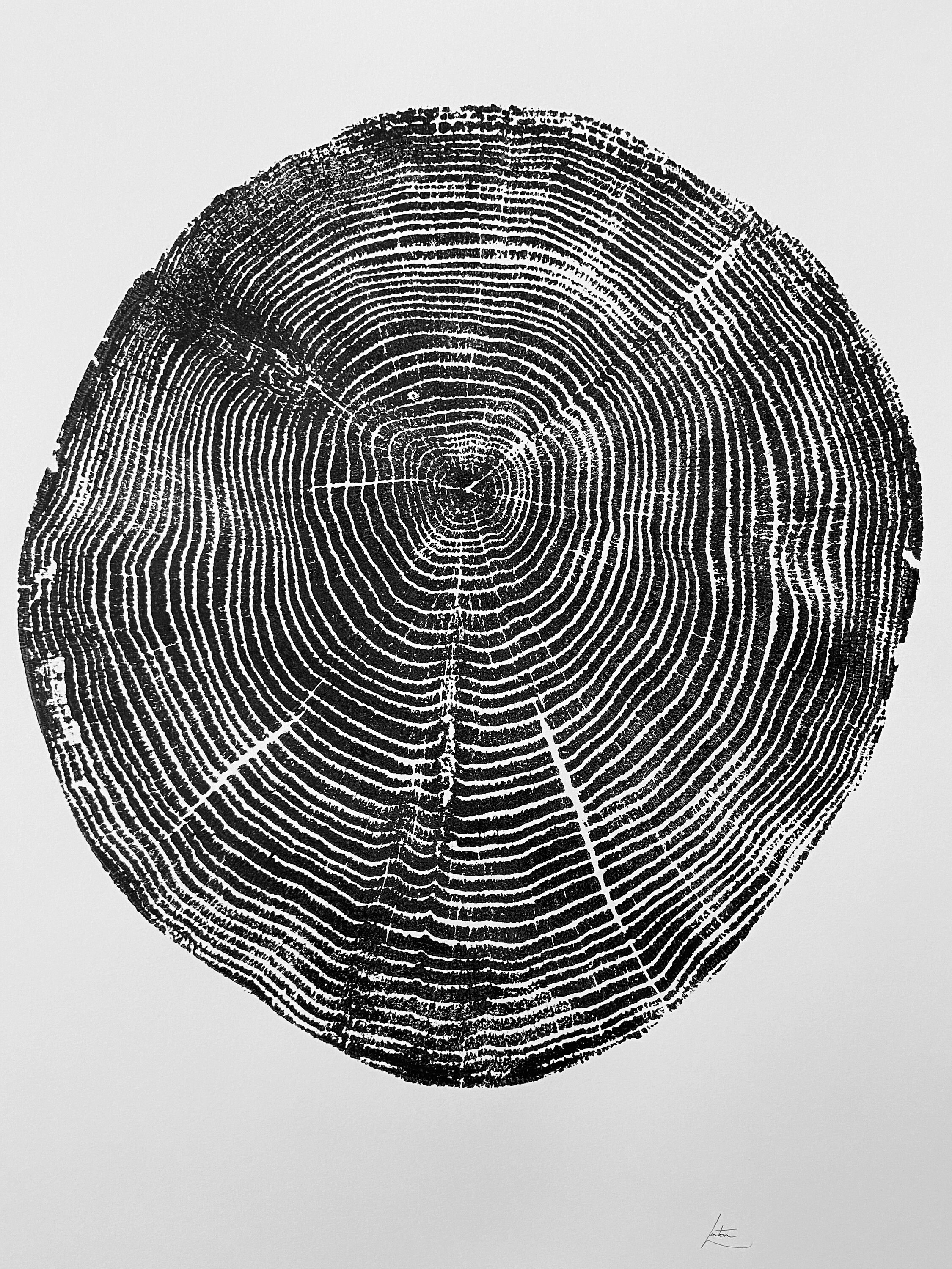 Long Island New York Oak Tree Ring Print From Oak Original | Etsy