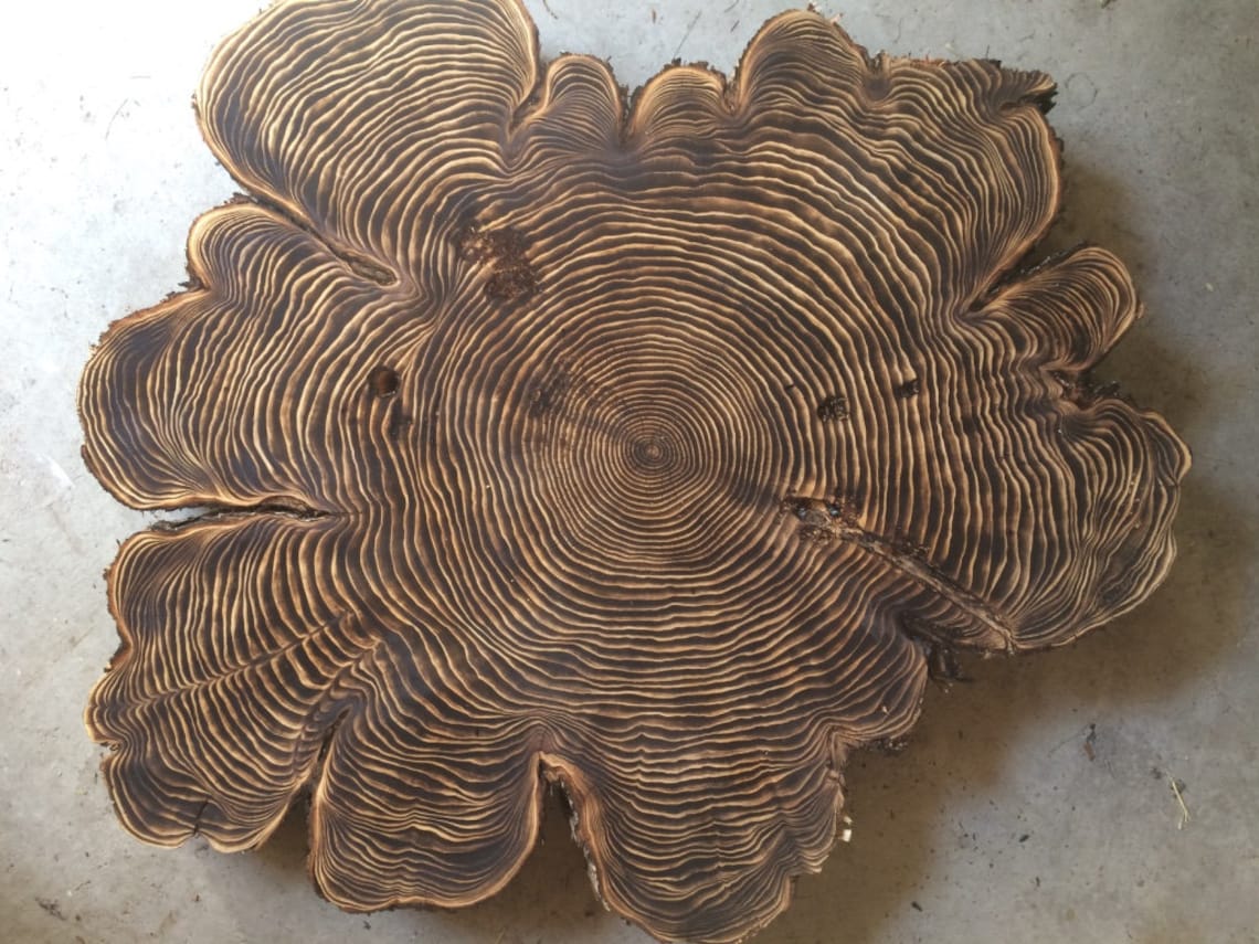 Western Red Cedar Tree Ring Art Huge Tree Ring Print | Etsy