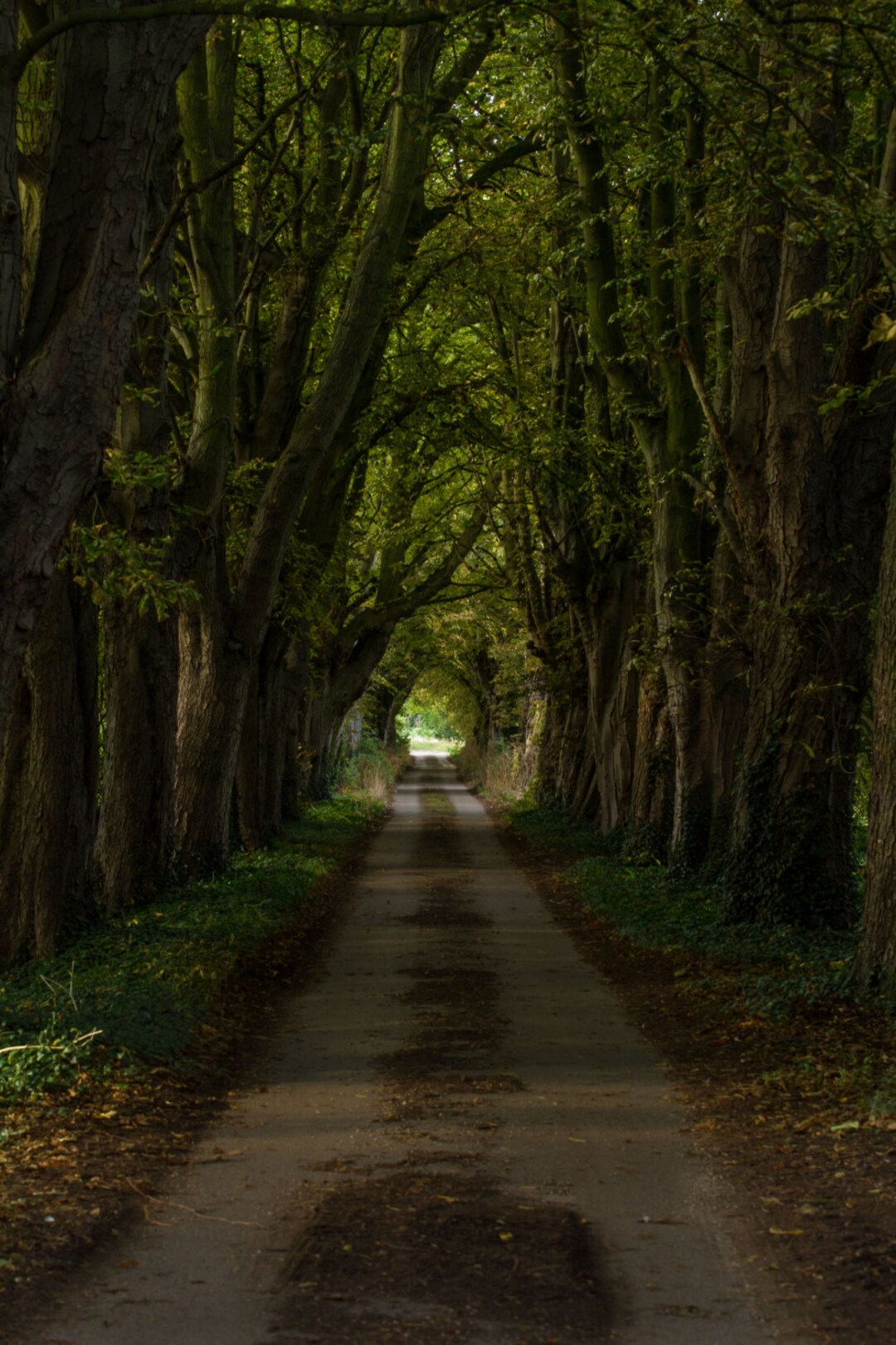 Trees Landscape Photography Landscape Landscape Art - Etsy