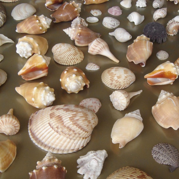 Seashell Collection - Etsy
