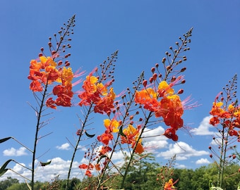 Pride of Barbados | Etsy