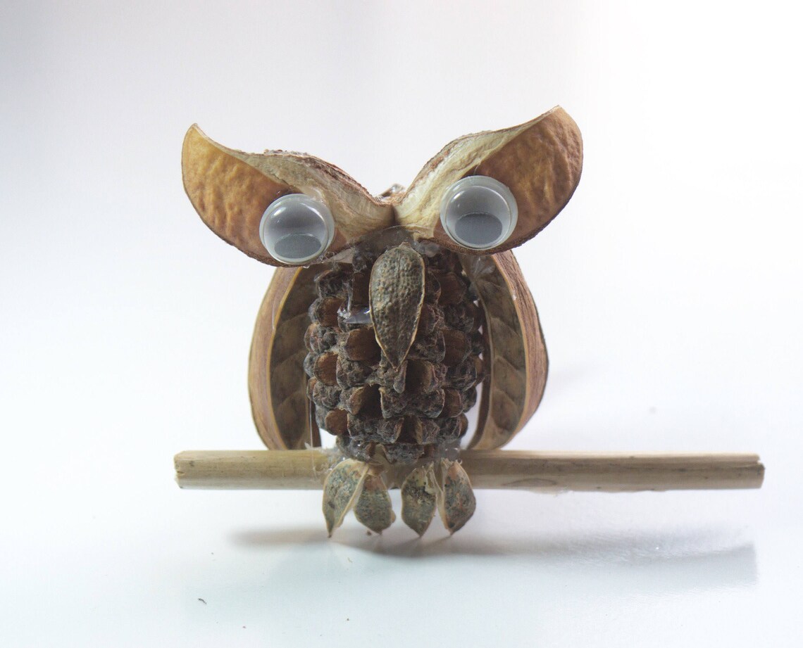 Nature Craft Pack Native Australian Seed Pods | Etsy Australia