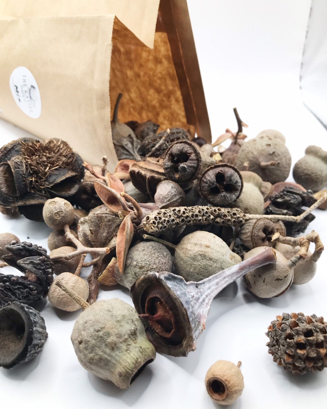 Nature Craft Pack - Native Australian Seed Pods - Etsy Australia