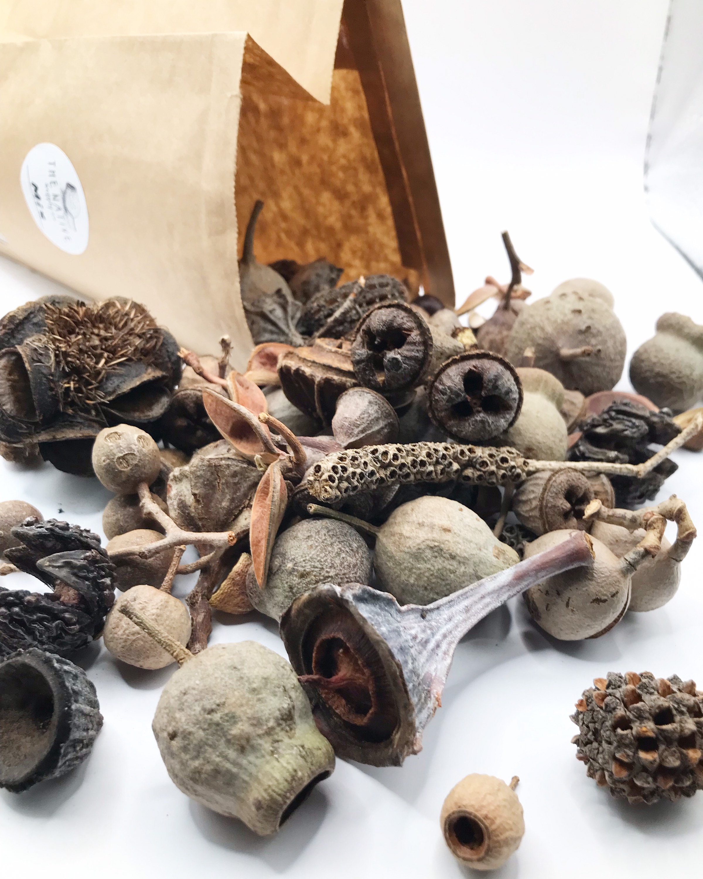 Nature Craft Pack Native Australian Seed Pods | Etsy