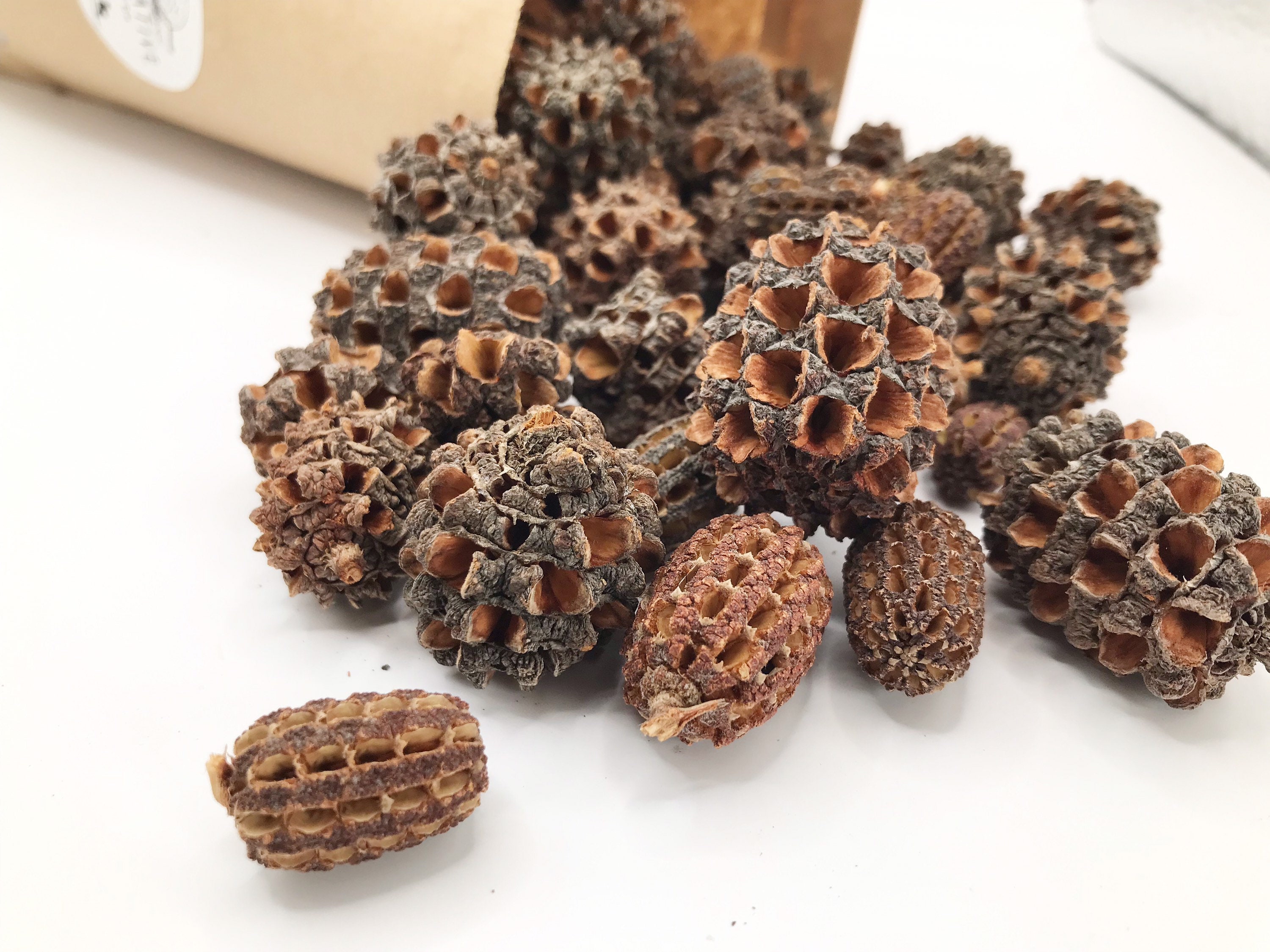 Sheoak Seed Pods Nature Craft Mix Australian Seed Pods - Etsy Australia