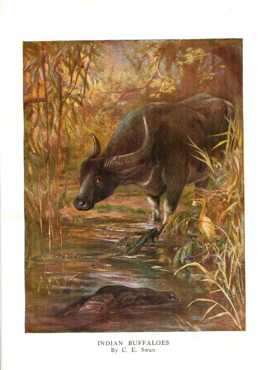 Vintage Art Print Picture of Wild Water Buffalo. Indian Asian Bison ...