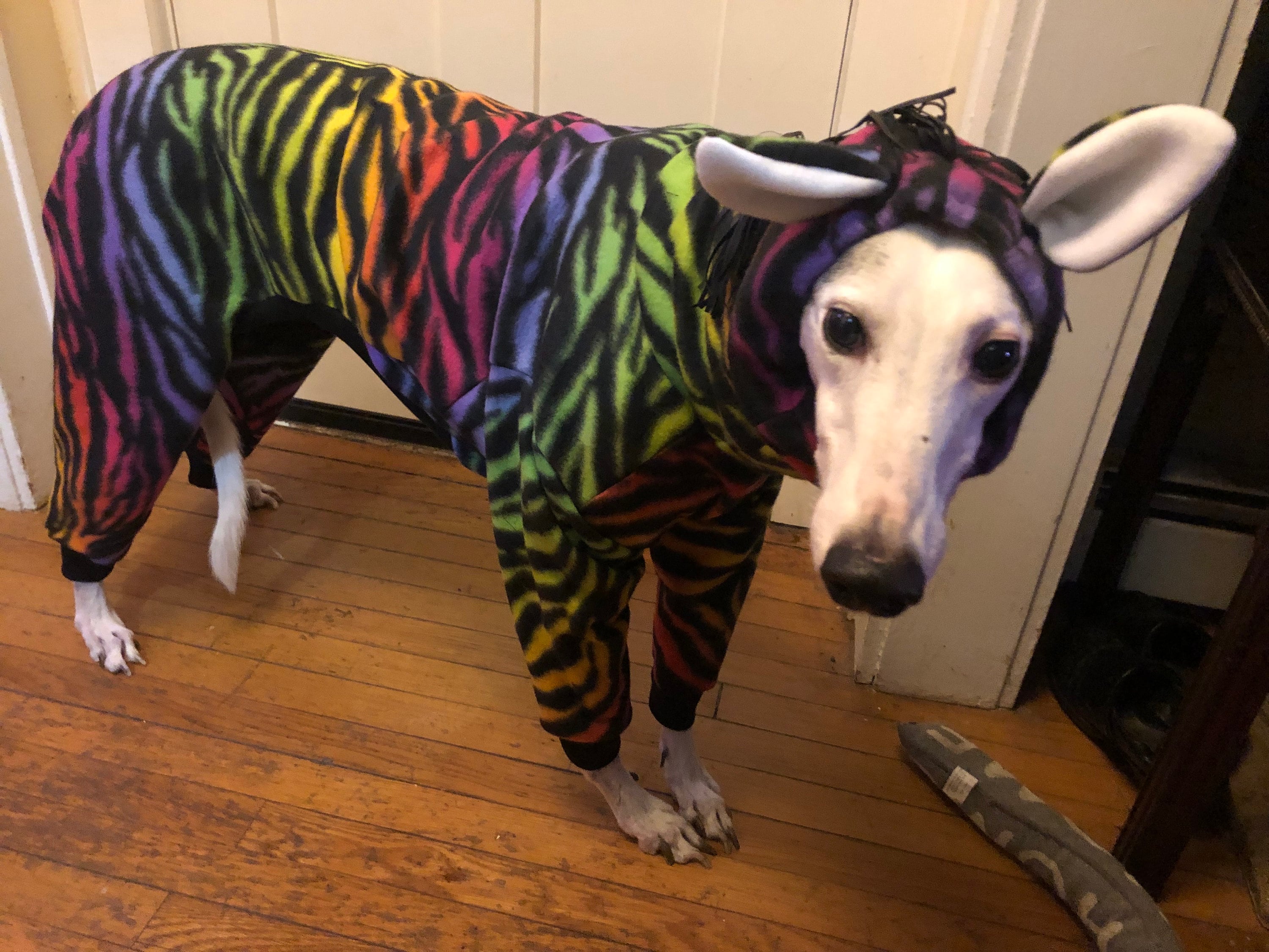 Zebra Dog Costume