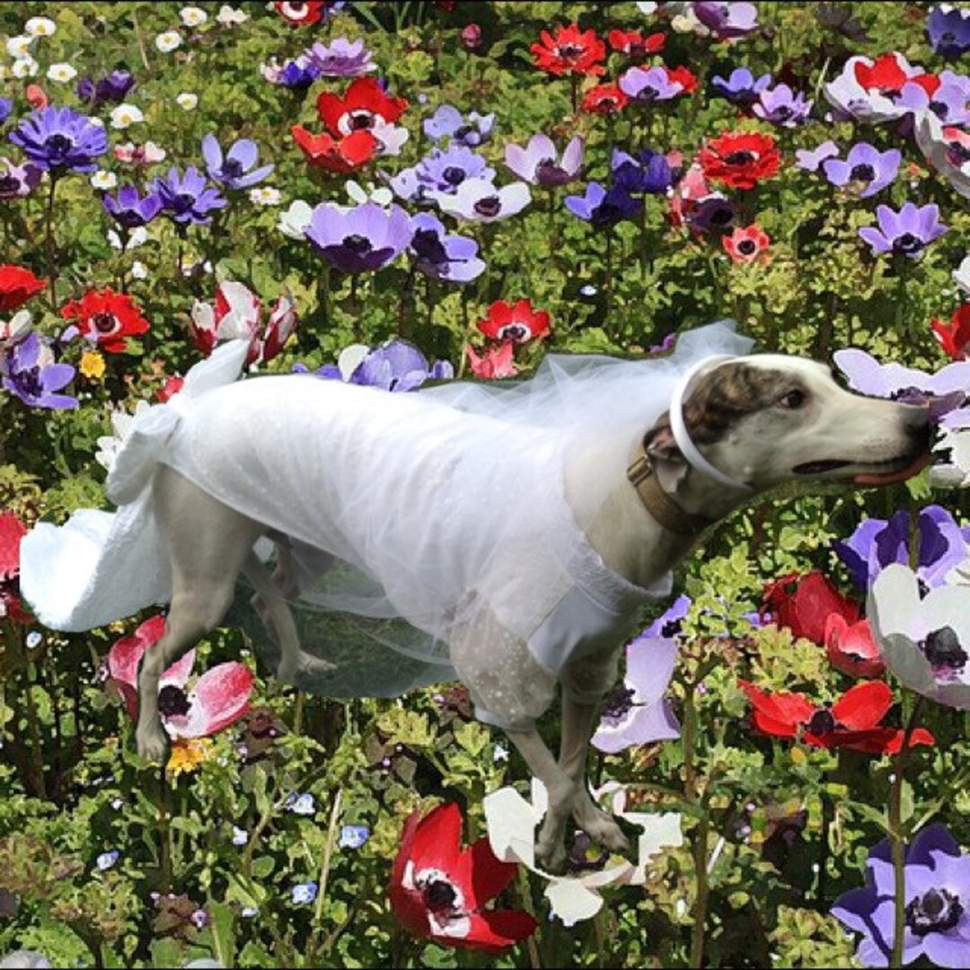 Greyhound Wedding Attire: Wedding Gown (shown) Tuxcedos, Matching ...