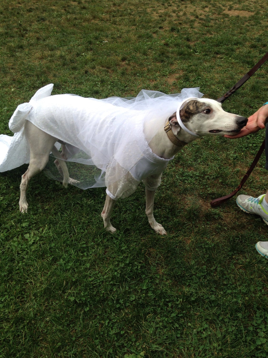 Greyhound Wedding Attire: Wedding Gown shown Tuxcedos - Etsy