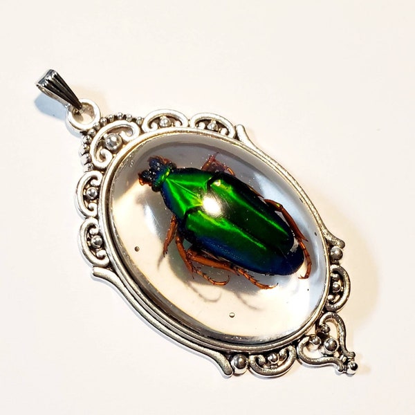 Real Insects - Etsy