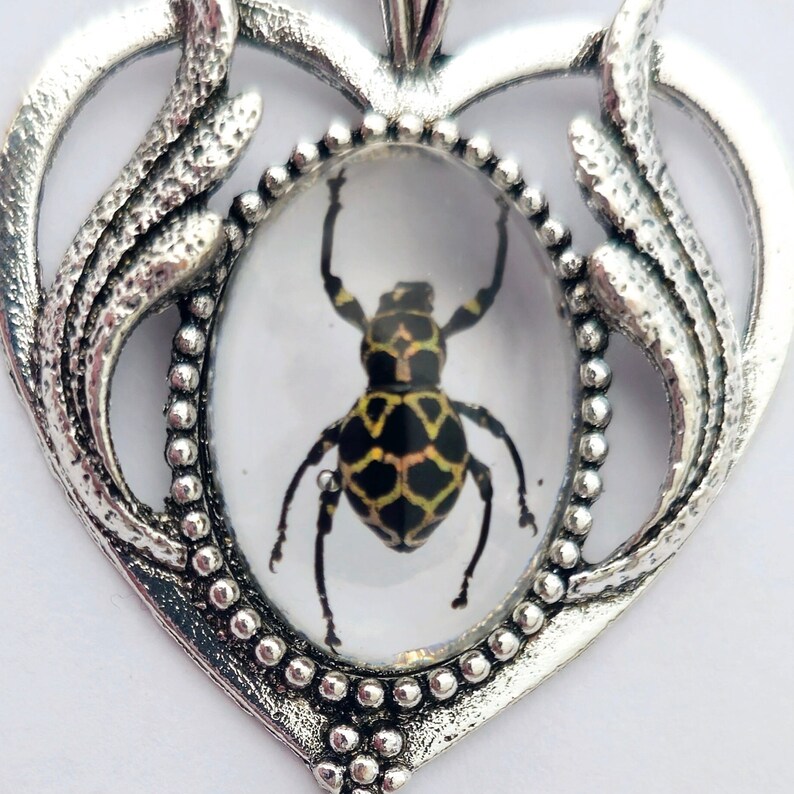 Weevil Jewelry, Real Beetle, Beetle Necklace, Insect Pendant, Bug ...