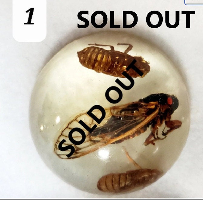 Cicada Paperweight, Brood X Cicada, Cicada Memorabilia, Resin Cicadas ...