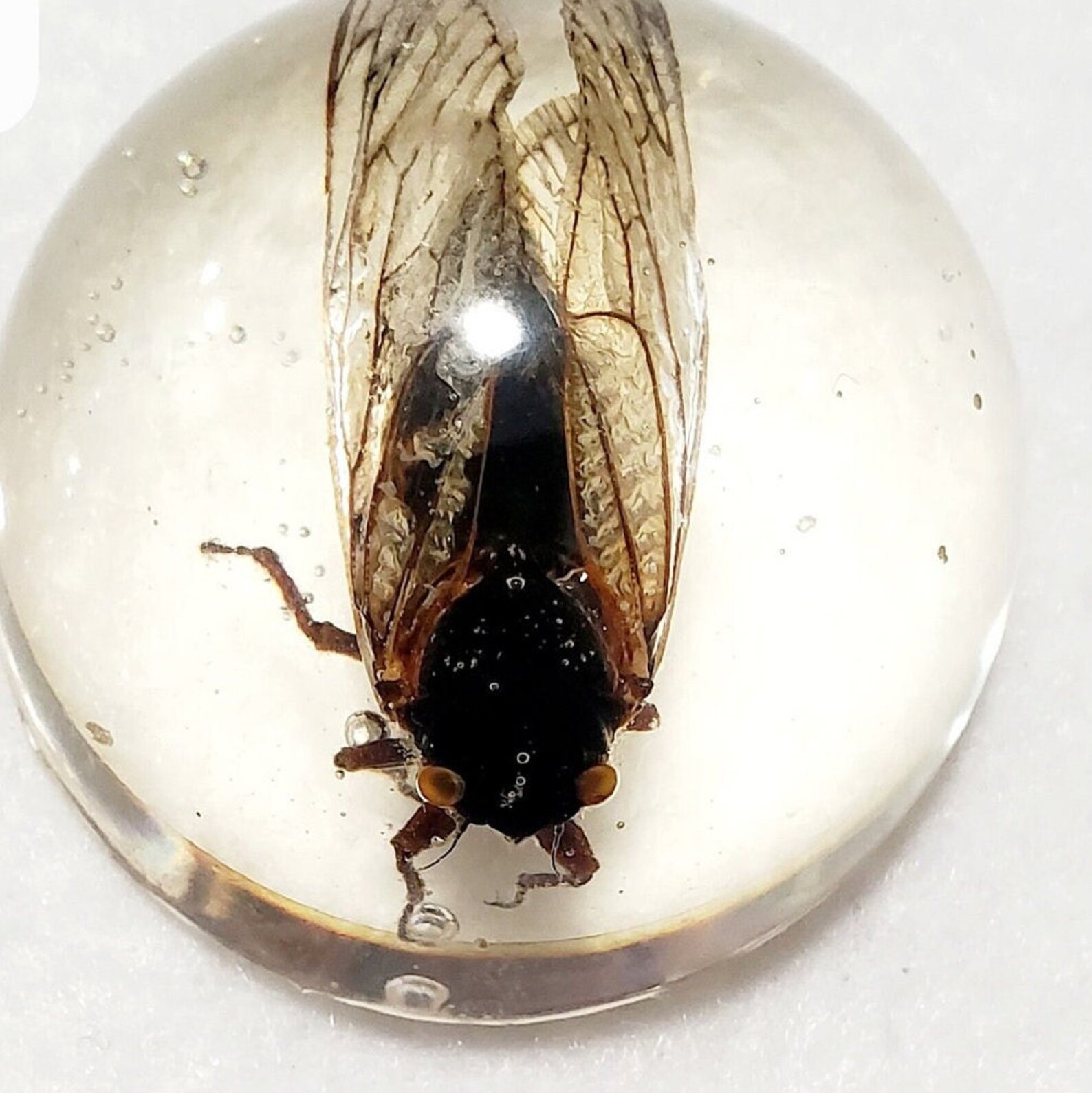 Brood X Cicada Resin Paperweight, Insect Memorabilia - Etsy
