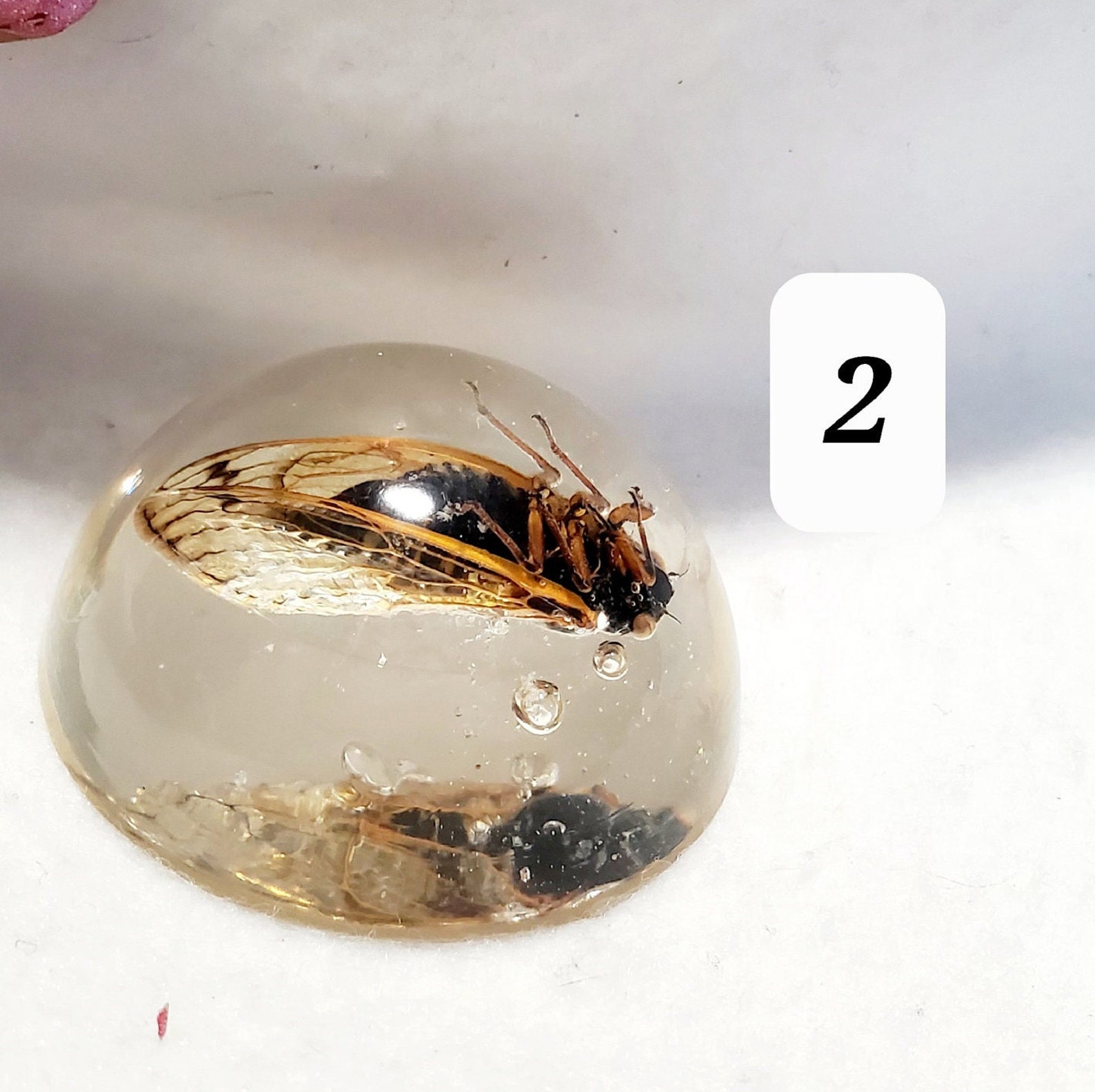 Brood X Cicada Cicada Paperweight Cicada Memorabilia Resin - Etsy