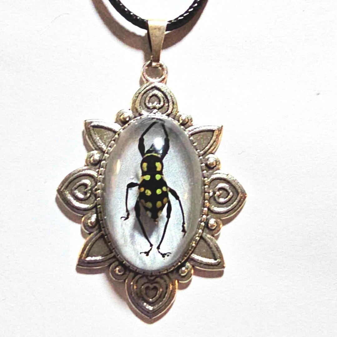 Weevil Jewelry, Real Beetle, Beetle Necklace, Insect Pendant, Bug ...