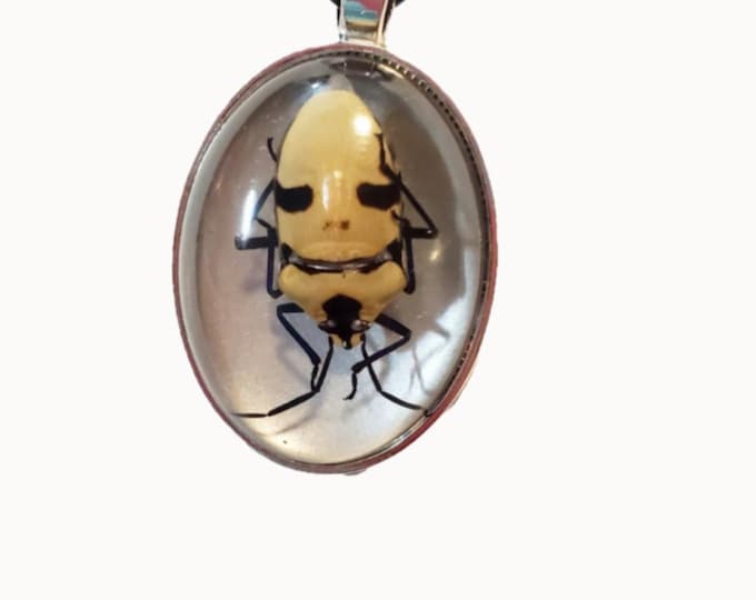 Skull Face Shield Beetle SPREAD Mask Real Insect Bug Taxidermy Craft ...
