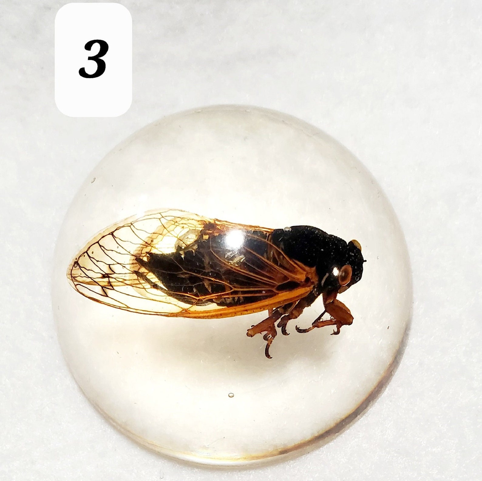 Brood X Cicada Cicada Paperweight Cicada Memorabilia Resin - Etsy