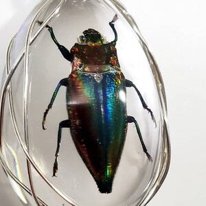 Beetle Necklace, Rainbow Bug, Insect Jewelry, Beetle Jewelry, Rainbow ...