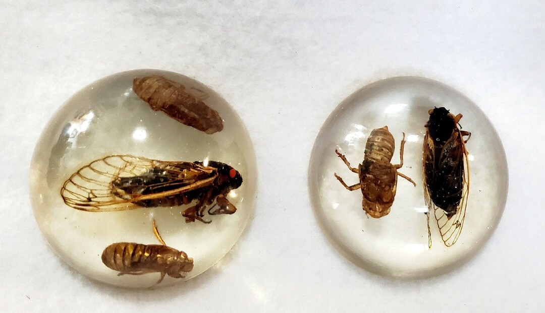 Cicada Paperweight, Brood X Cicada, Cicada Memorabilia, Resin Cicadas ...