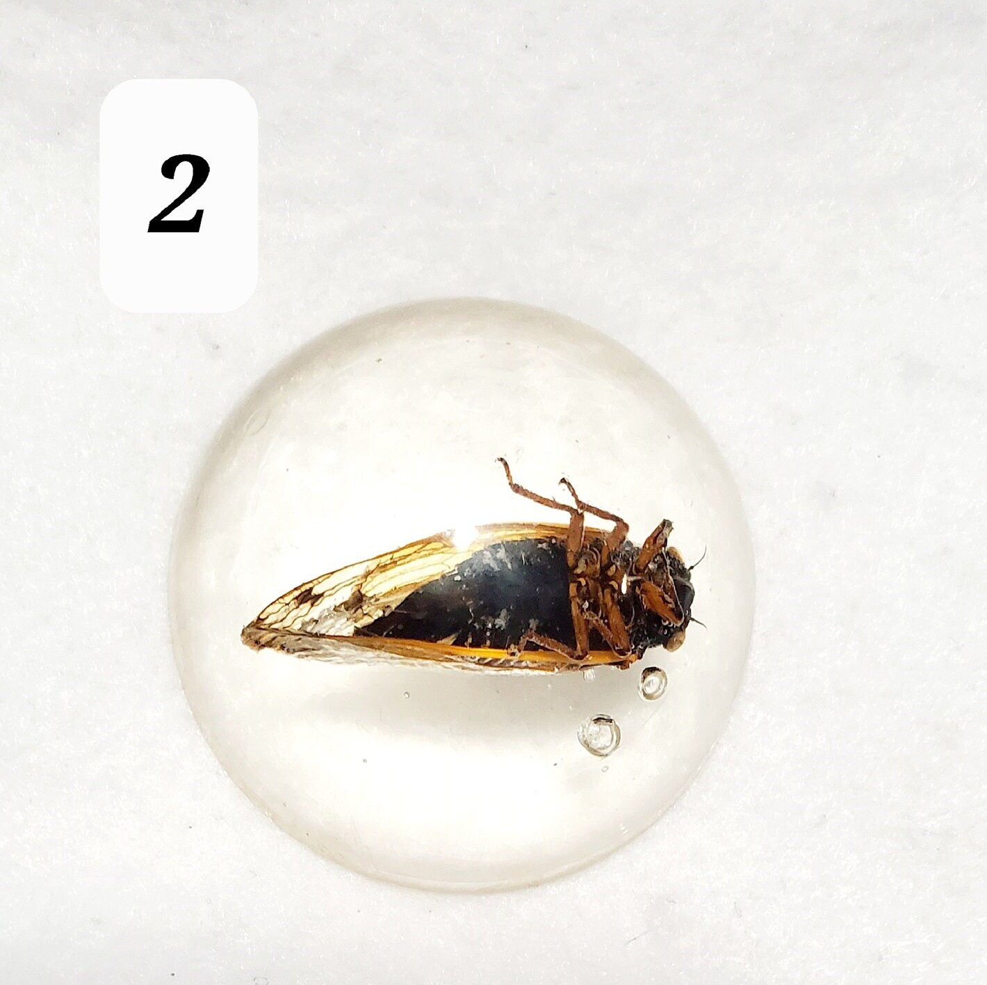 Brood X Cicada Cicada Paperweight Cicada Memorabilia Resin - Etsy