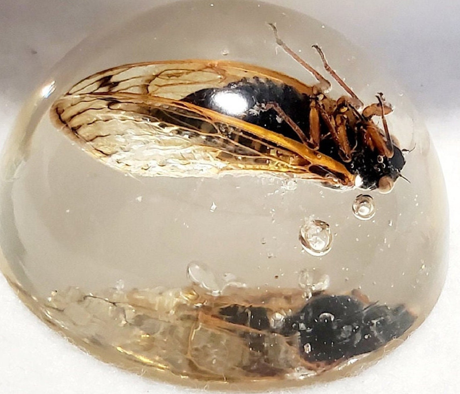 Brood X Cicada Resin Paperweight, Insect Memorabilia - Etsy
