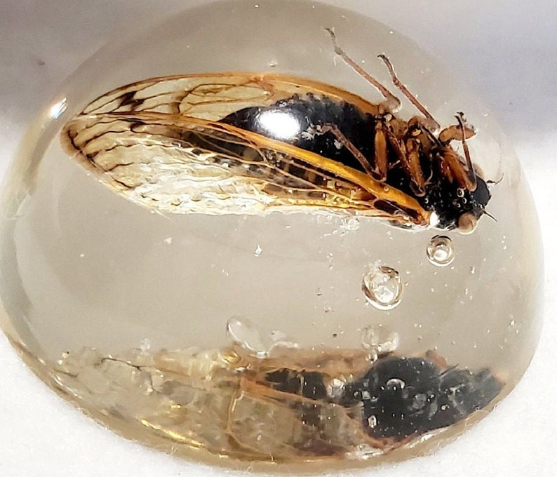Brood X Cicada Cicada Paperweight Cicada Memorabilia Resin - Etsy