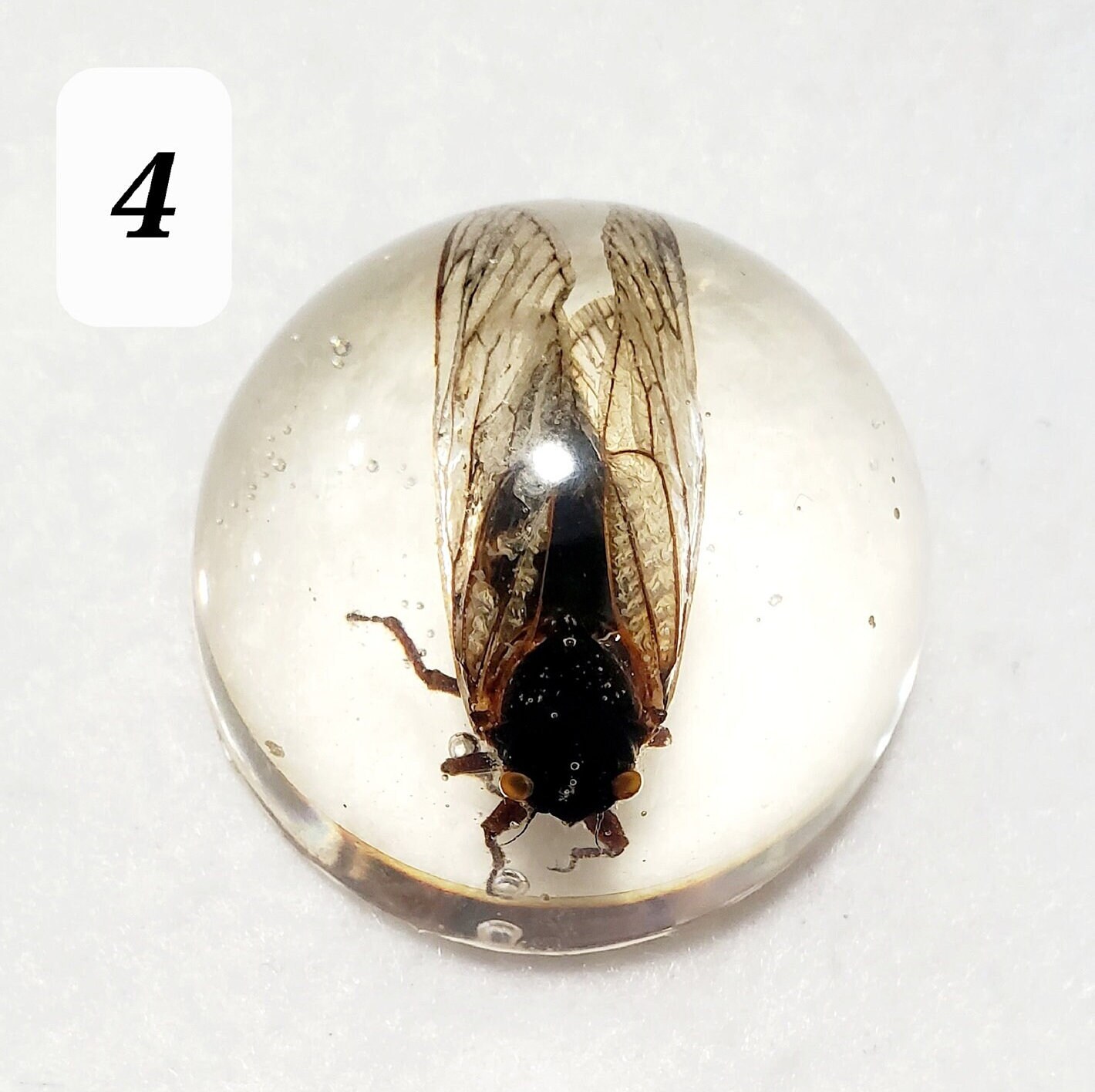 Brood X Cicada Cicada Paperweight Cicada Memorabilia Resin - Etsy