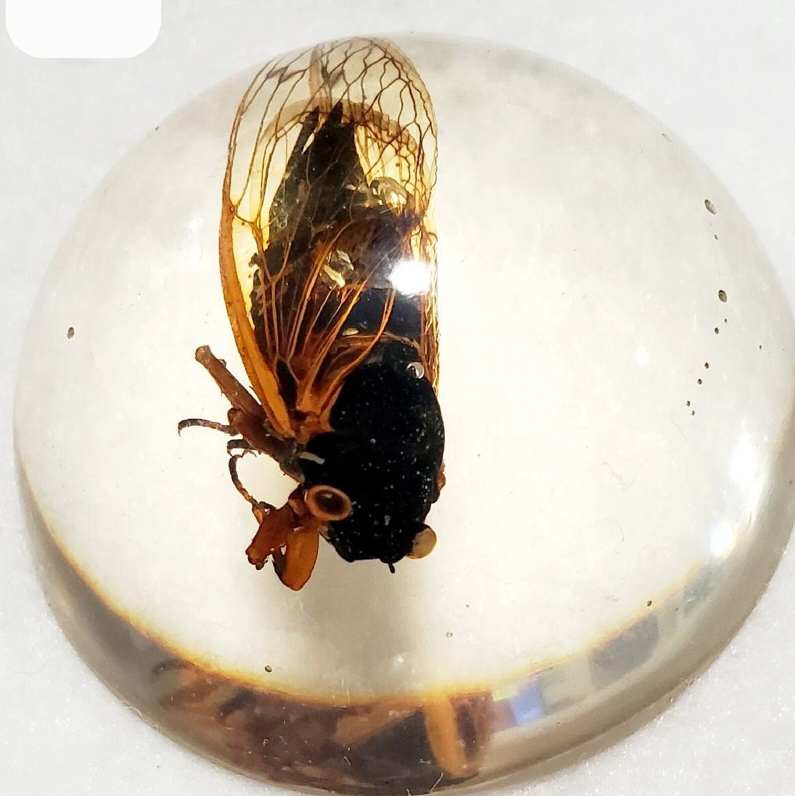 Brood X Cicada Resin Paperweight, Insect Memorabilia - Etsy