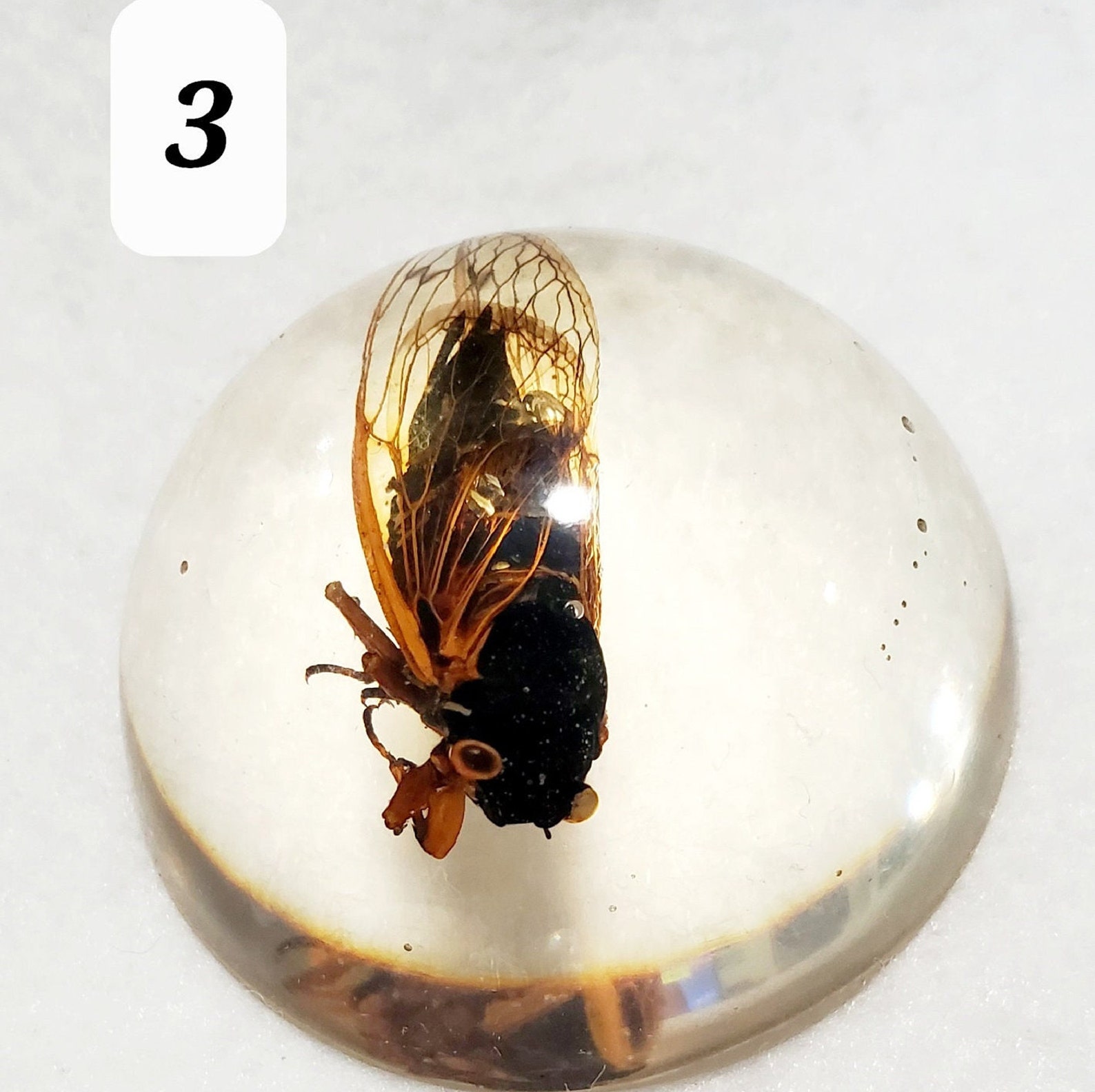 Brood X Cicada Cicada Paperweight Cicada Memorabilia Resin - Etsy