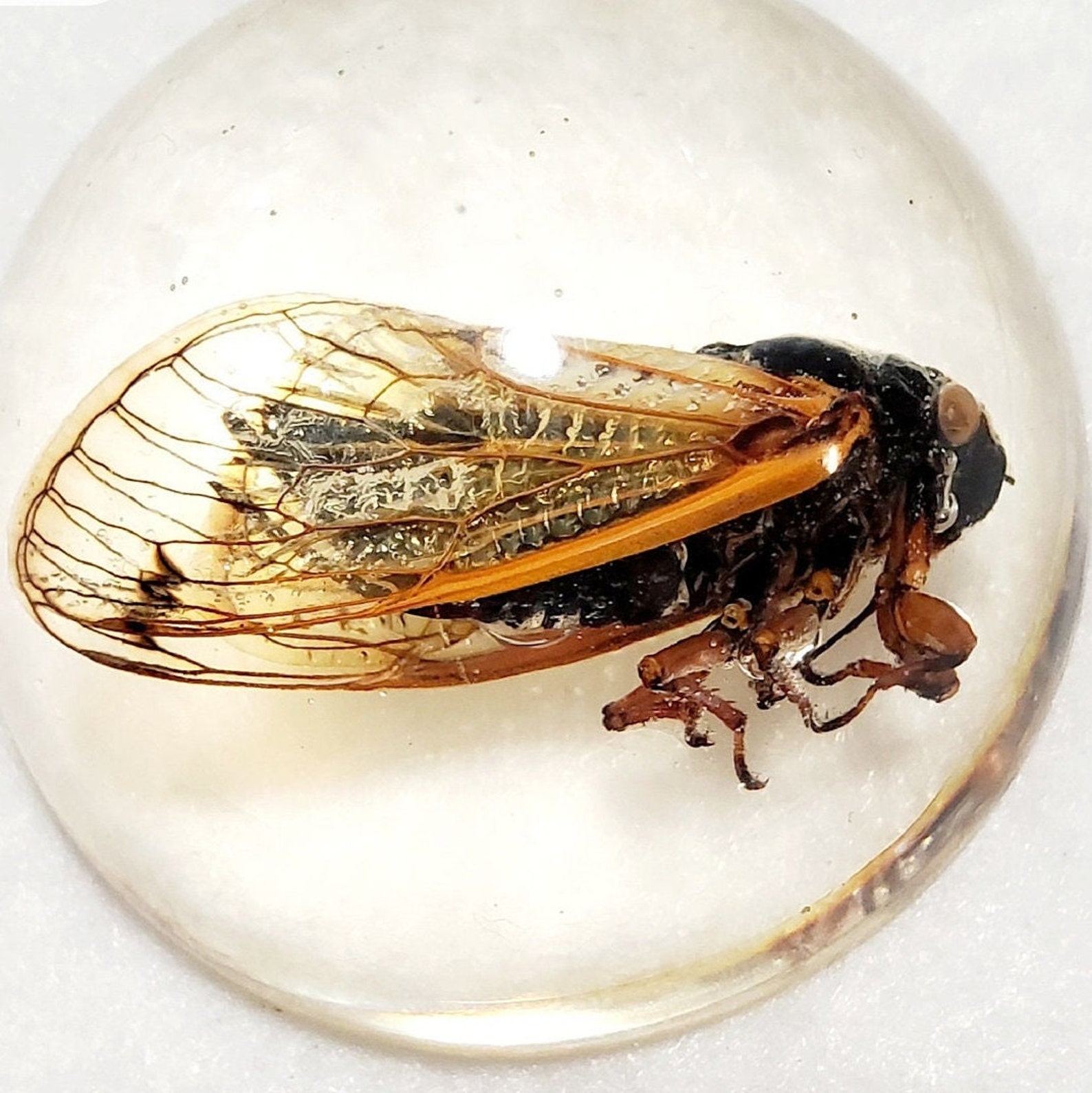Brood X Cicada Resin Paperweight, Insect Memorabilia - Etsy