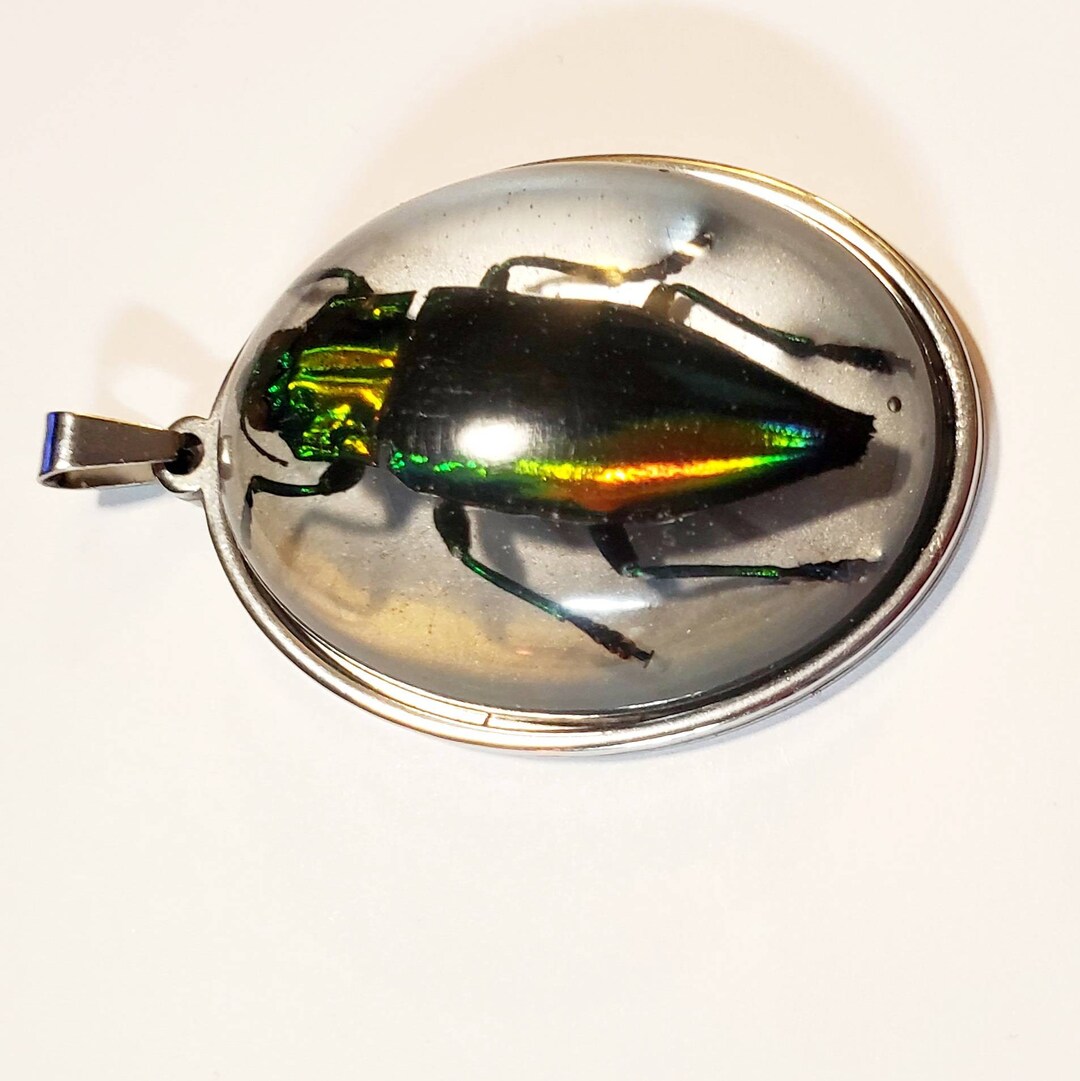 Rainbow Beetle Pendant, Real Bug Necklace, Insect Jewelry, Beetle ...