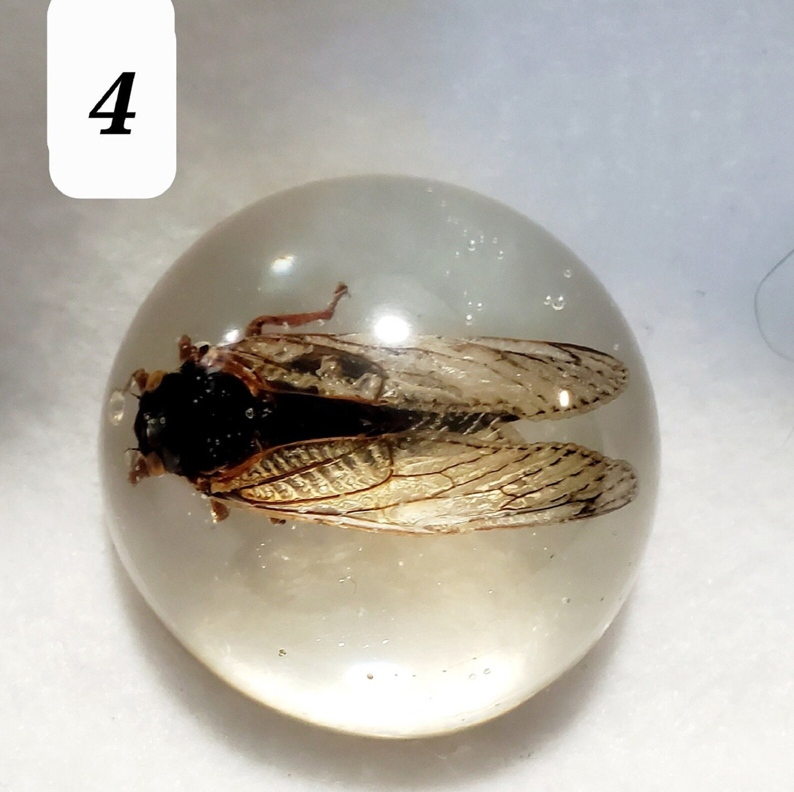 Brood X Cicada Cicada Paperweight Cicada Memorabilia Resin - Etsy