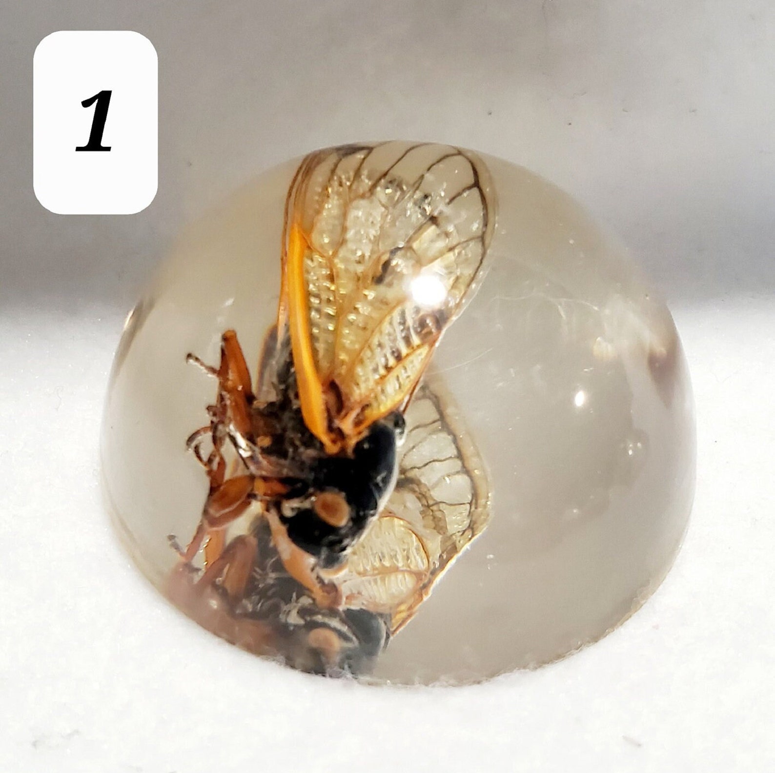 Brood X Cicada Cicada Paperweight Cicada Memorabilia Resin - Etsy