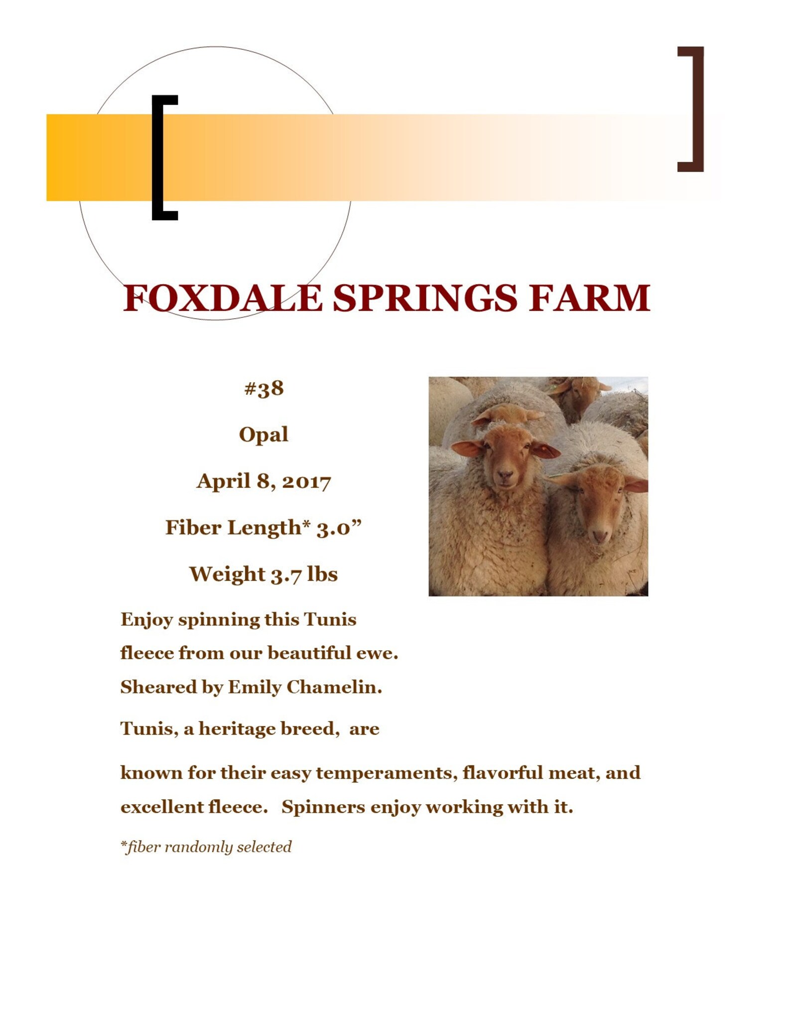 Opal 38 Sheared in April 2024. Raw, Whole Tunis Fleece. Spins ...