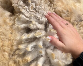 Opal 38 Sheared in April 2024. Raw, Whole Tunis Fleece. Spins ...