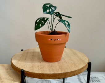 Dwarf Red Cuban Banana Plant - Etsy