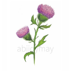 Scottish Thistle. Watercolor Digital Download. - Etsy